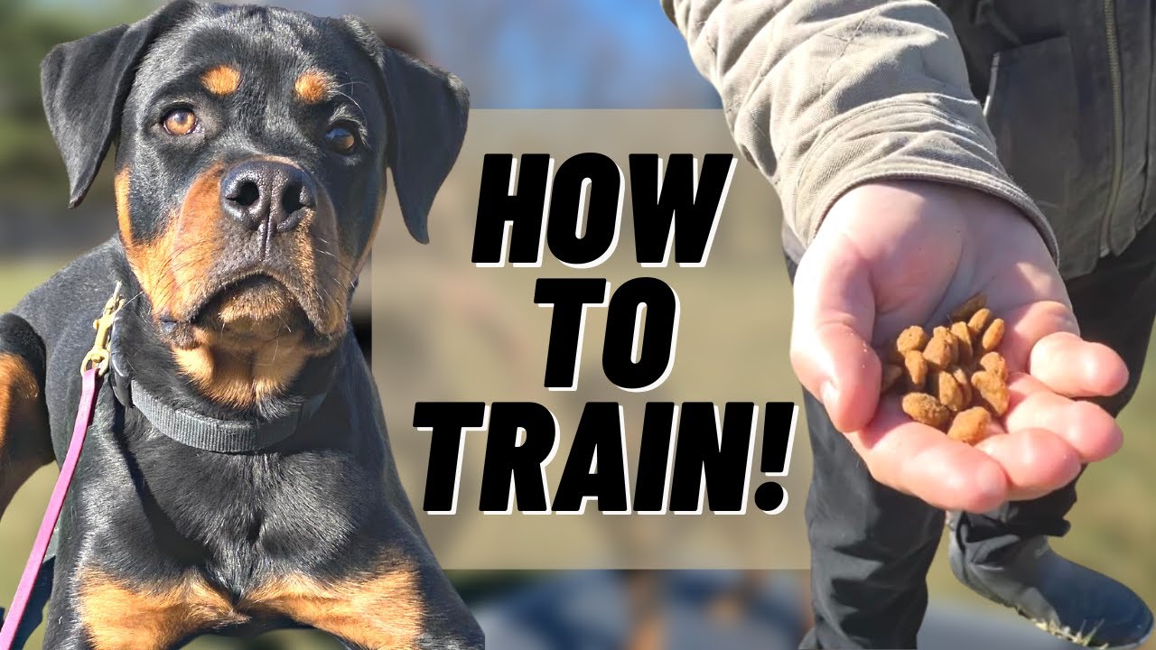 The KEY To TRAINING YOUR DOG! - YouTube
