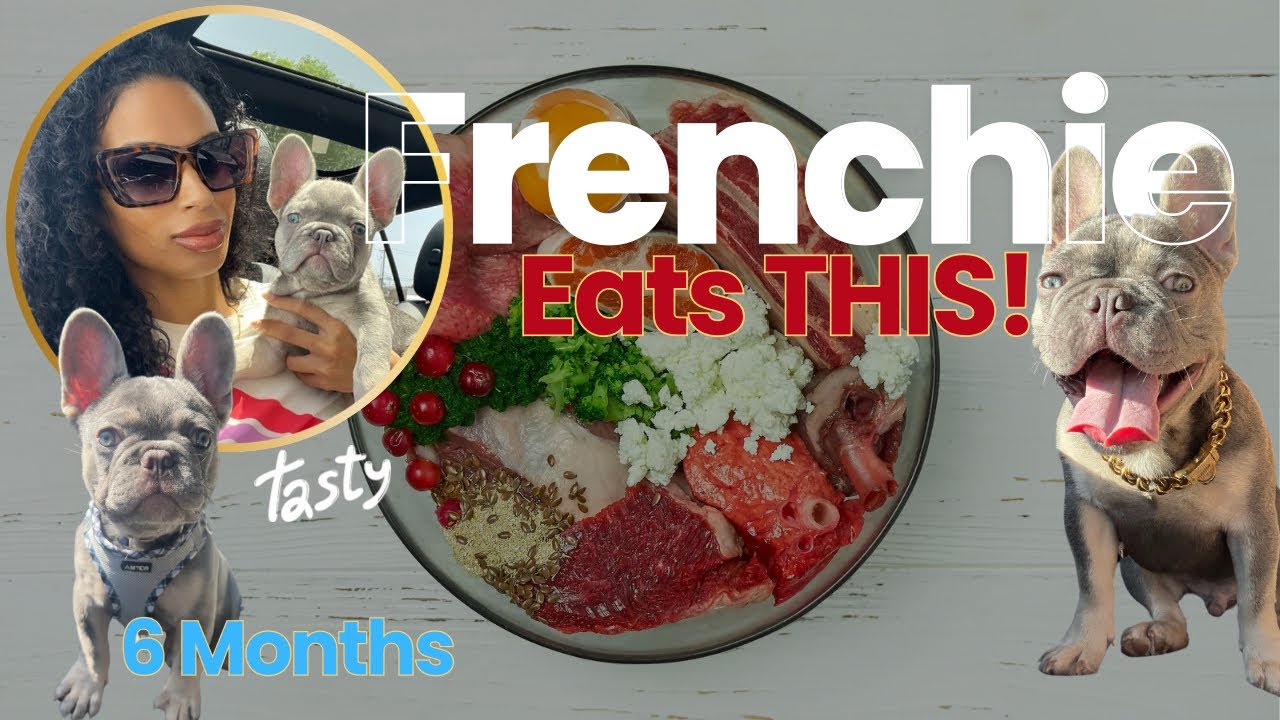 Healthy Frenchie Puppy Diet: What I Feed My 6-Month-Old Daily - YouTube