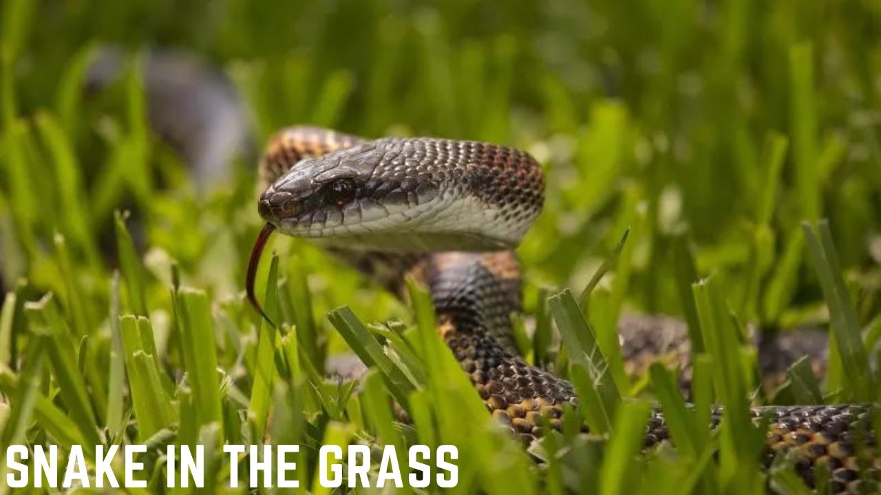Snake in the grass| In the tall grass| Wildest Forest 🏴‍☠️| snakes ...