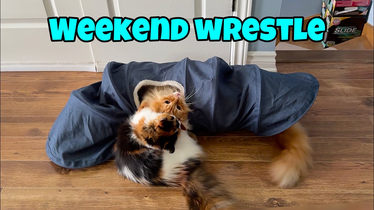 Cat Wrestling: Battle For Feline Supremacy (4K) - YouTube