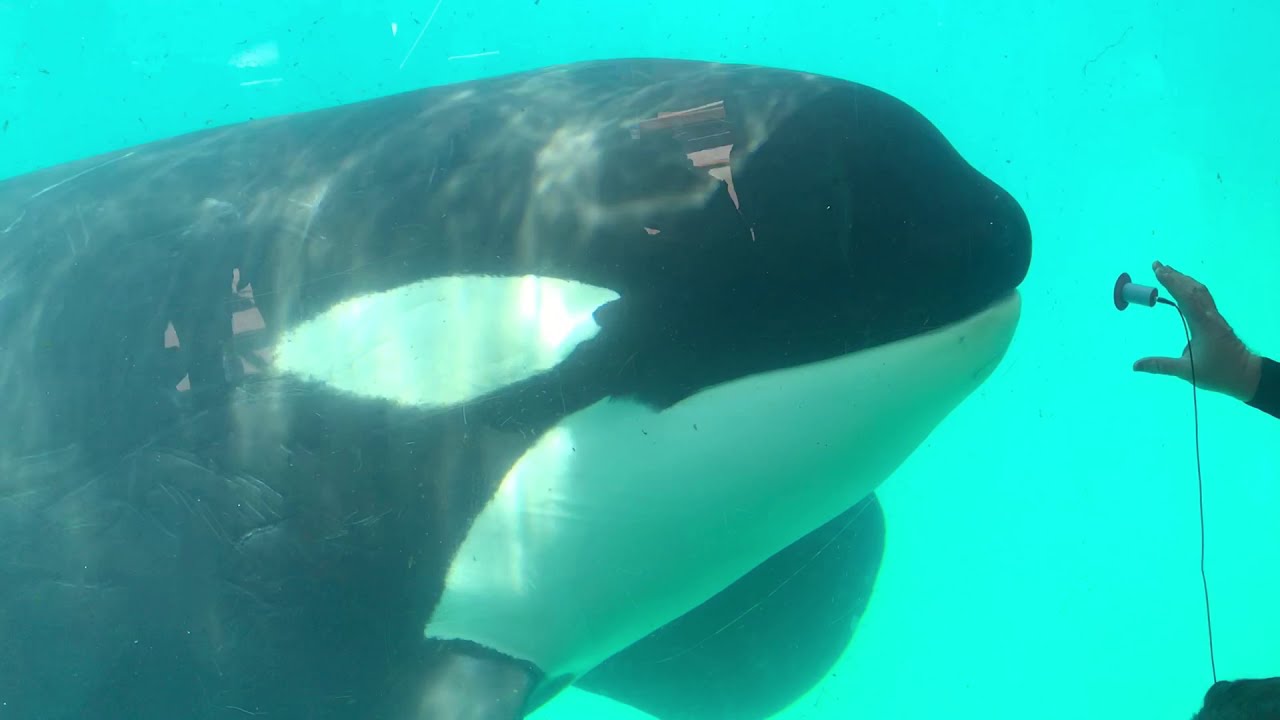 Killer Whale Vocalization Study - 19 June 2019 - YouTube