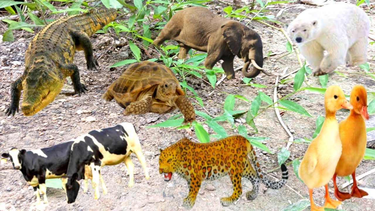 Belajar Nama Hewan : Domba, Anak Bebek, Buaya, Dinosaurus, dan beruang ...