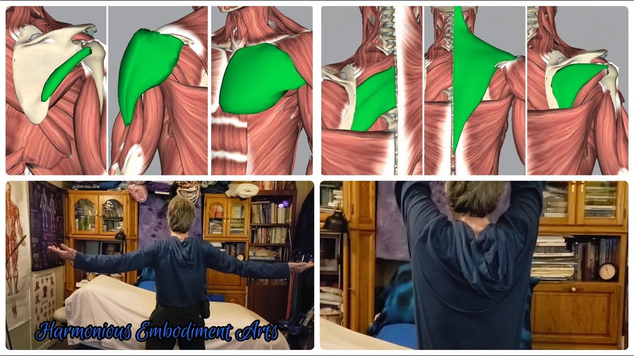 Postural supportive option to reduce forward rounding & tension of ...