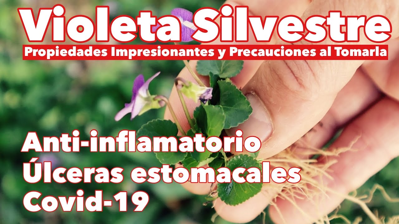Violetas Silvestres / Impresionantes Estudios en Proceso - YouTube
