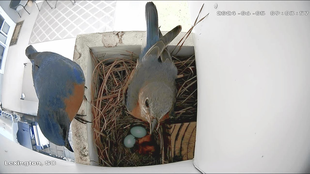 🔴Live Bluebird Nest Cam - Eggs Are Hatching! 🐣 - YouTube