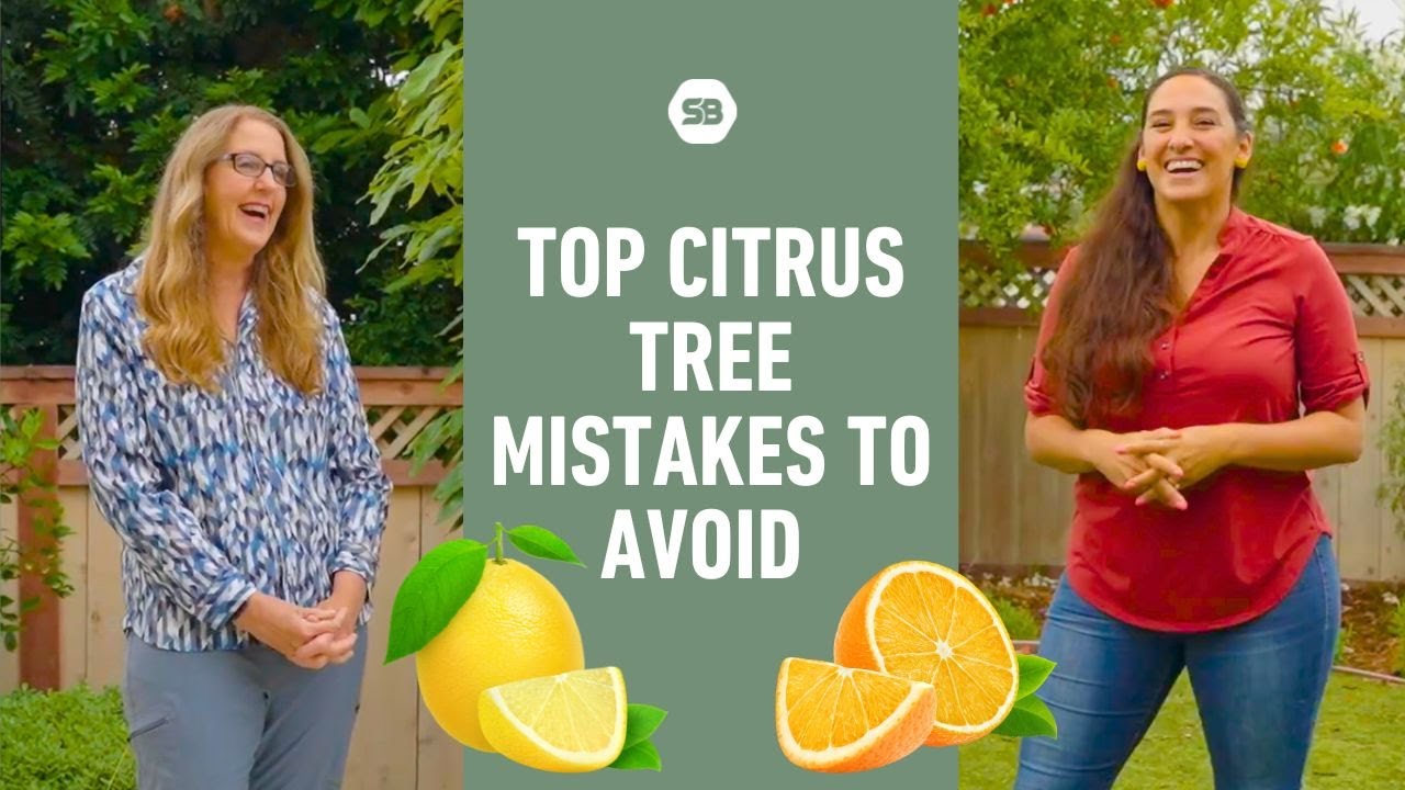 How to Fix Common Citrus Tree Problems: Expert Tips from a Landscape ...