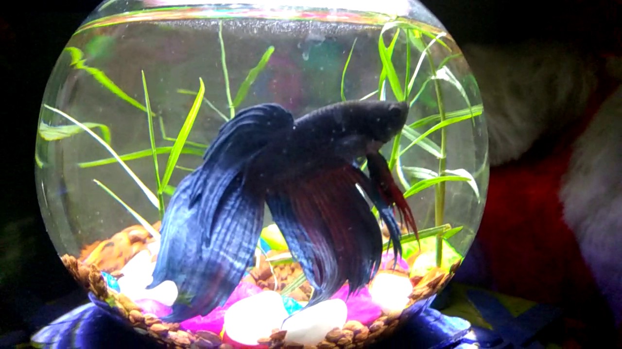 Fish - betta (blue veil tail) bowl - YouTube