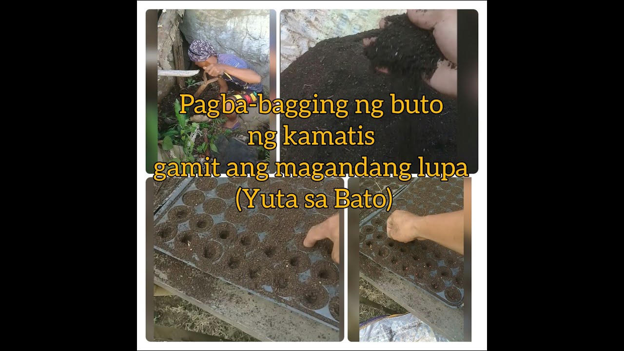 PAGBA-BAGGING NG BUTO NG KAMATIS GAMIT ANG MAGANDANG LUPA (YUTA SA BATO ...