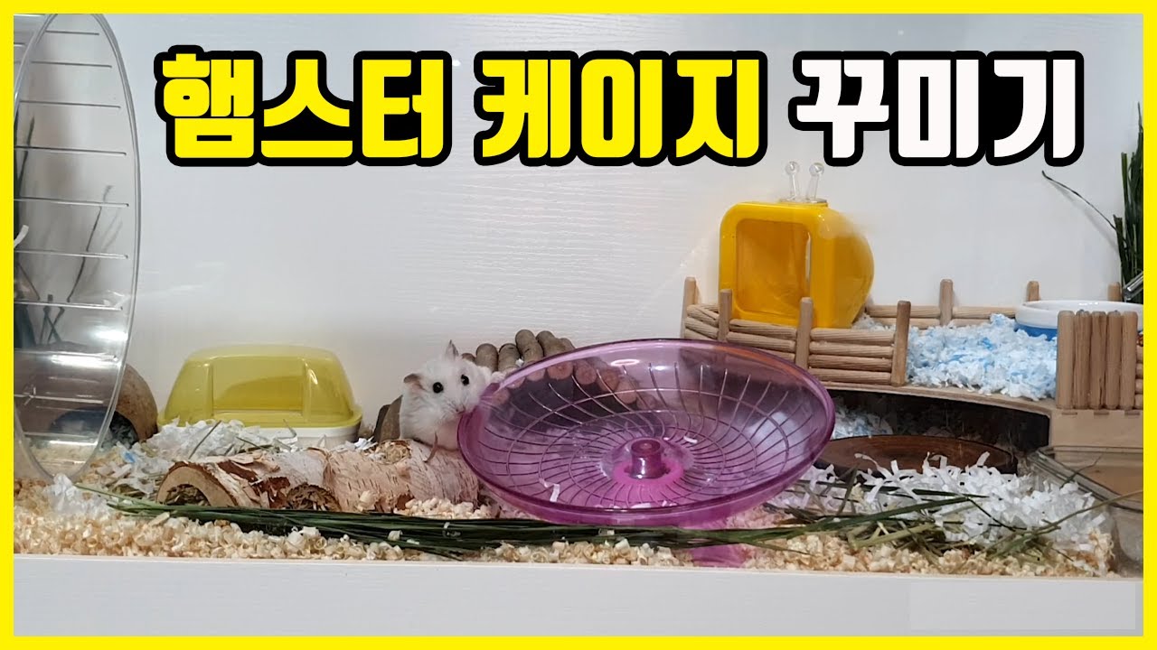 햄스터 집꾸미기 햄스터 집 크게 만들기 햄스터 케이지 바꿨어요 Youtube