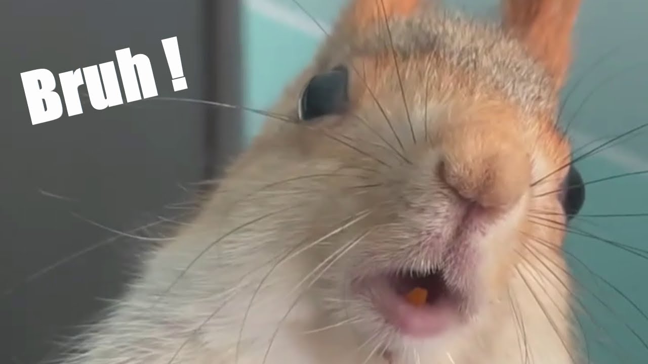 Squirrels Acting Cute & Derpy 🐿️🤪🐿️ - YouTube