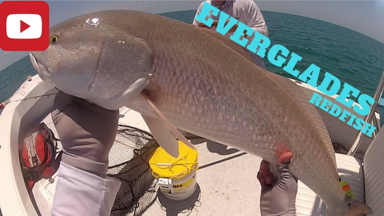 20 lb 40 inch redfish - YouTube
