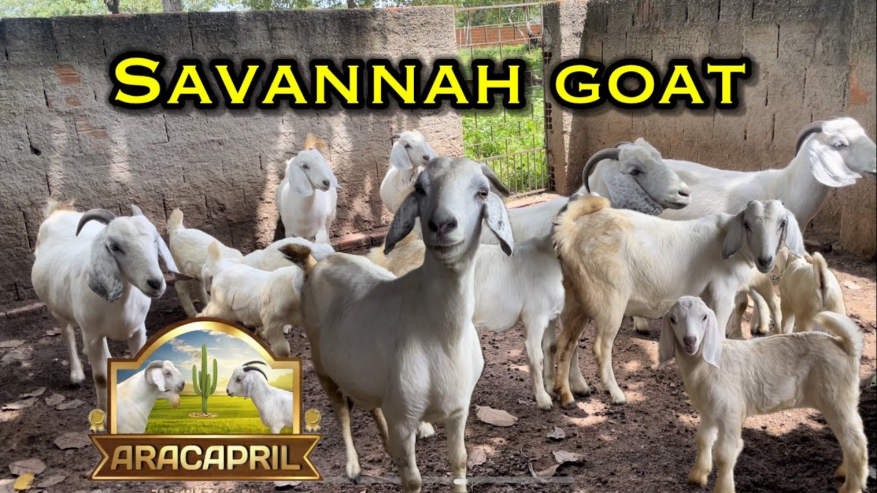 Meet savannah goats - Brazil (cabras da raça savana). - YouTube