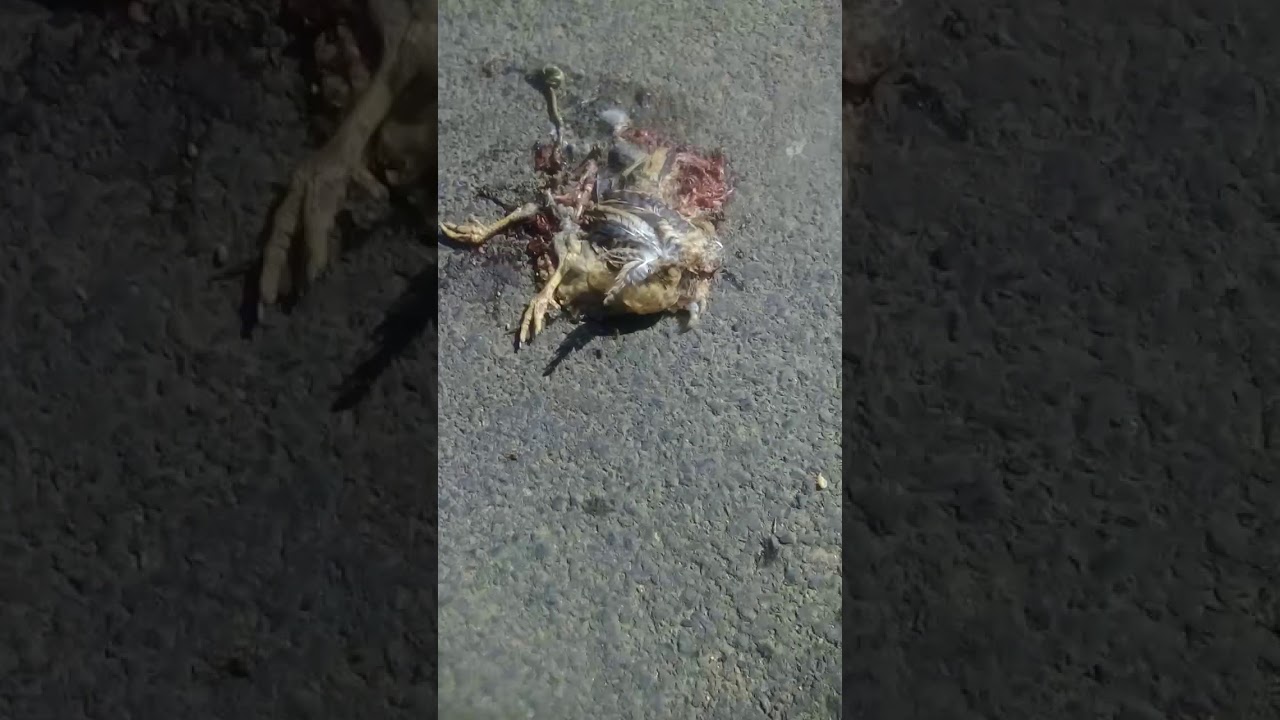 Gallina muerta asqueroso - YouTube