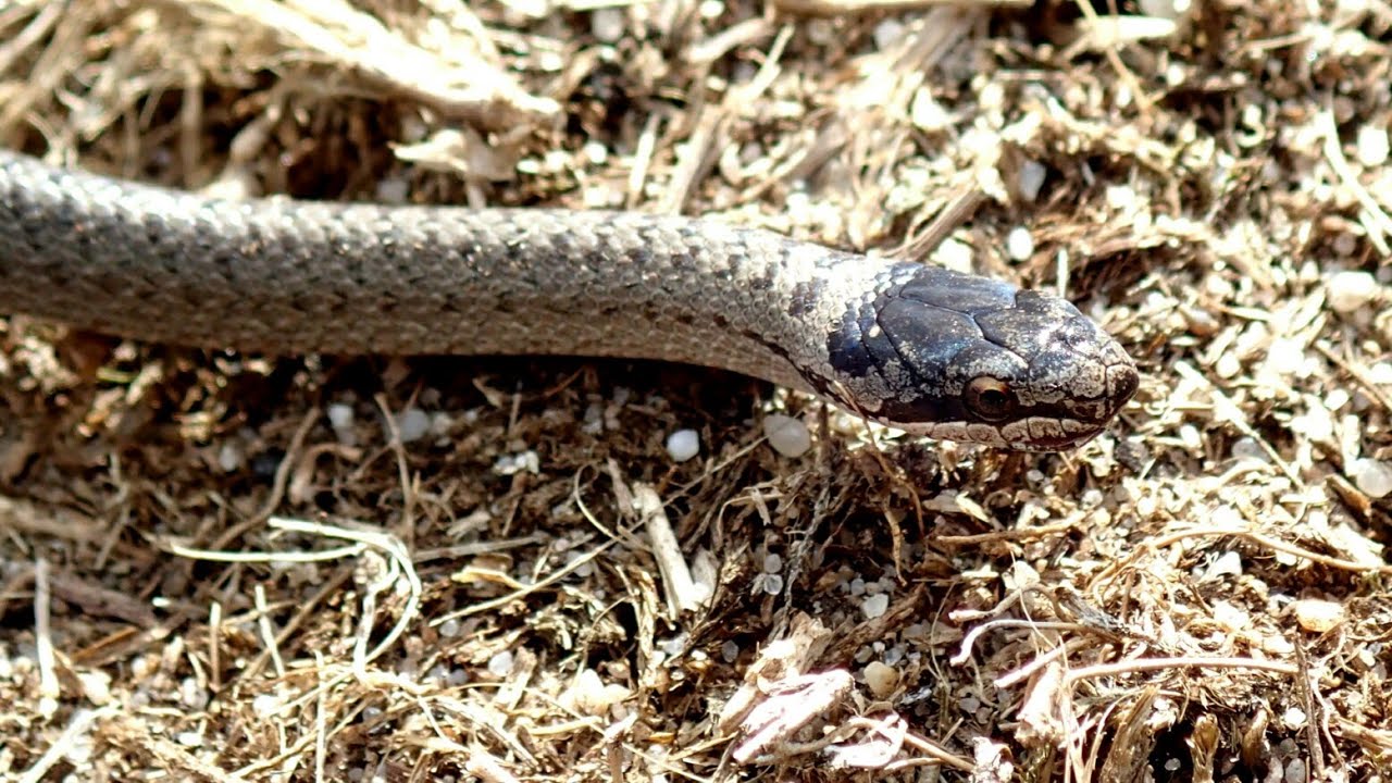 Jonge Gladde Slang (Coronella austriaca) gespot Christian Olivier Extra ...