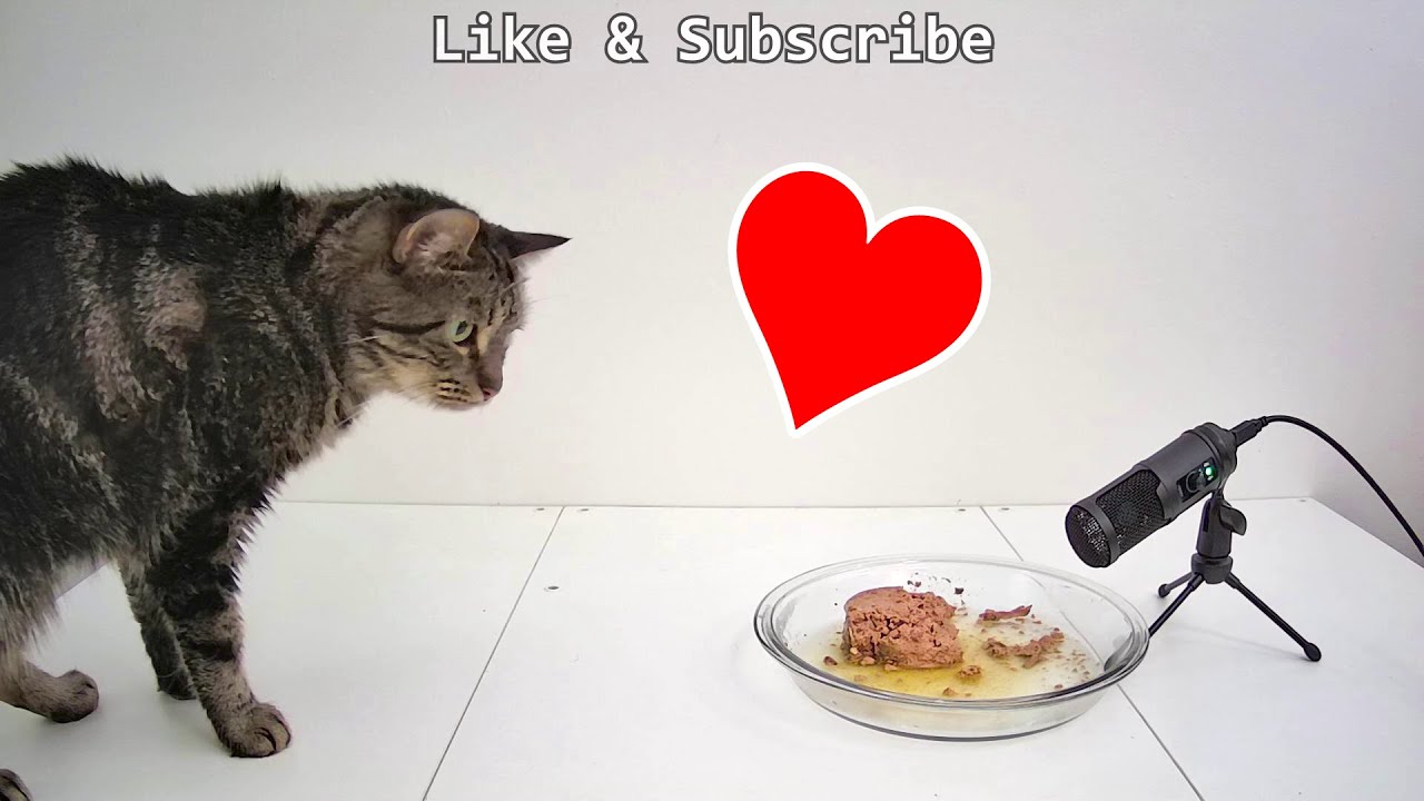 【Cat ASMR】cat eating canned fish - YouTube