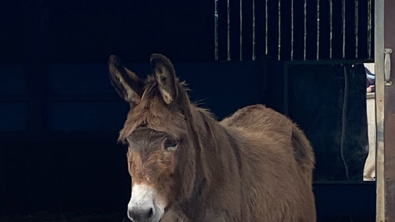Donkey sanctuary || April 2nd 2023 - YouTube