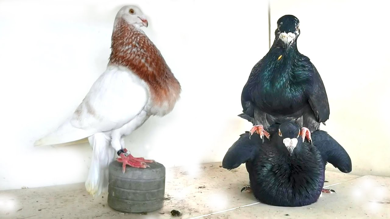 Spanish Pouter Pigeon (স্প্যানিশ পোটার কবুতর) Gorguero, Jiennense ...