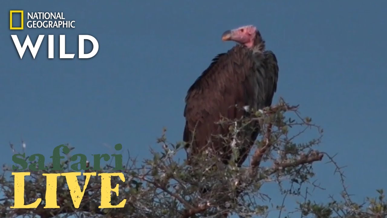 Safari Live - Day 227 | Nat Geo Wild - YouTube