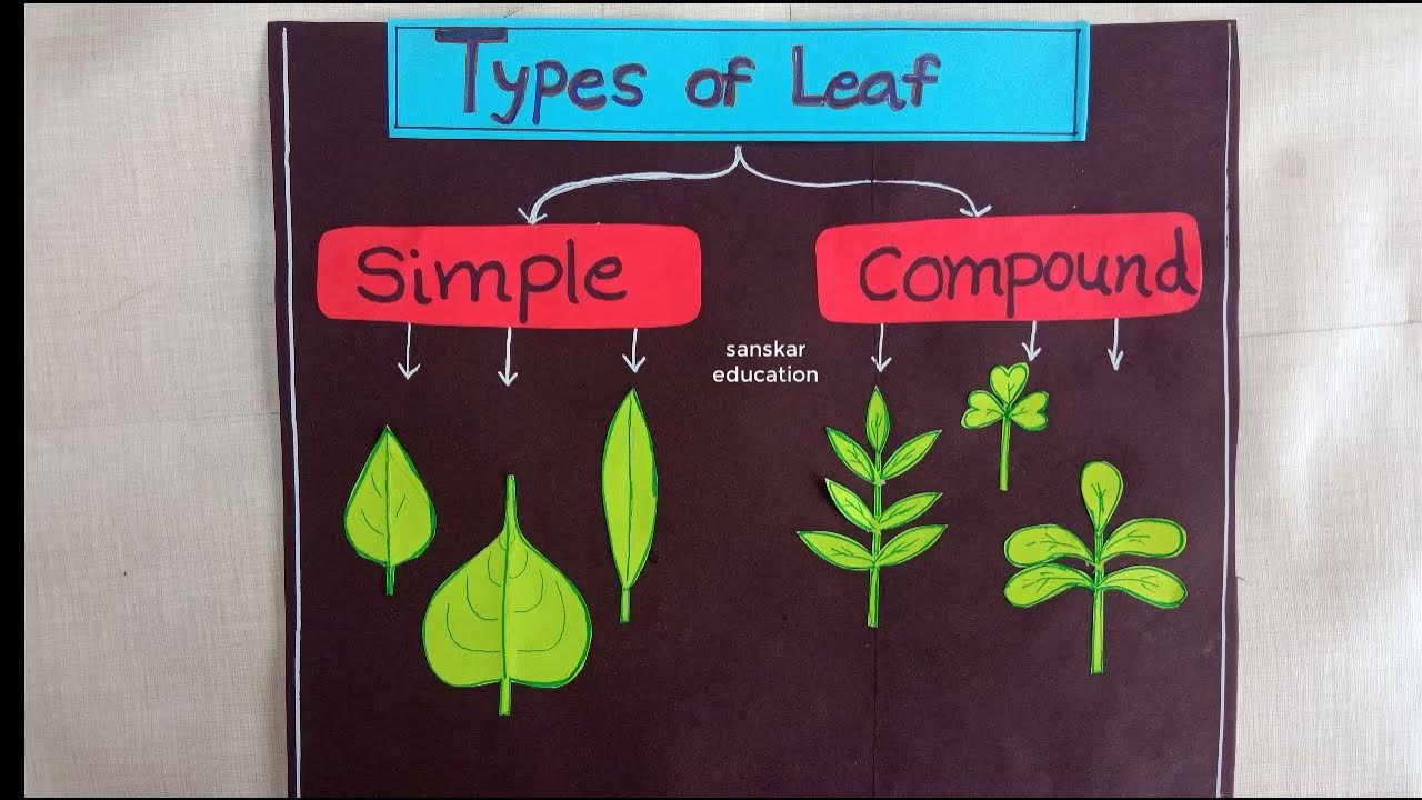 Types of leaf project| simple and compound leaf chart making idea ...