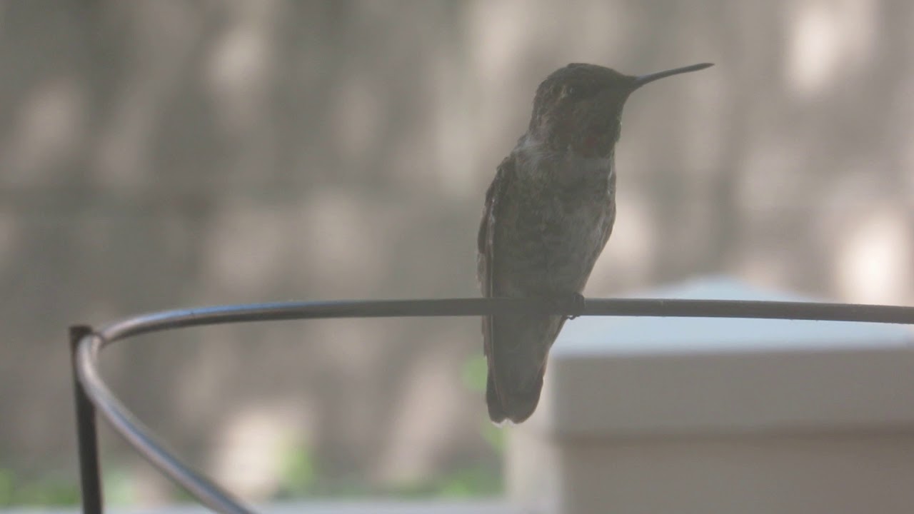 Hummingbird In the Backyard - YouTube