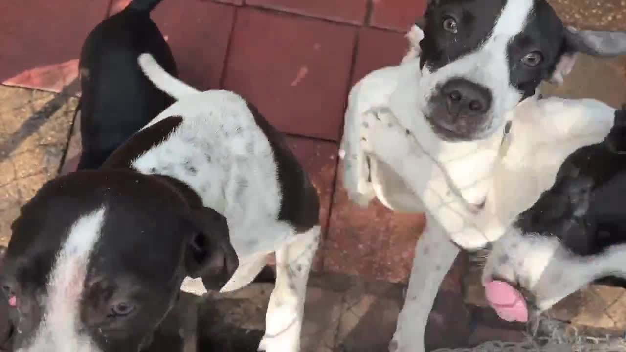 Quincy animal shelter in search of fosters during Helene - YouTube