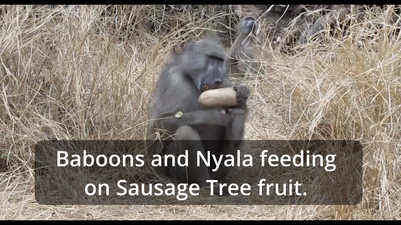 Baboon using big teeth to rip open Sausage Tree fruit. - YouTube
