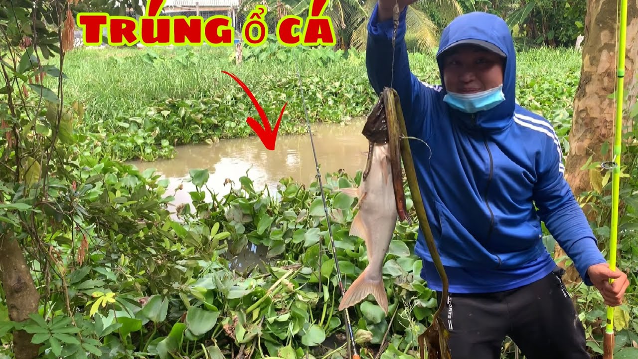 Câu Cá Tra Sông - Bãi Mới Trúng Ngay Ổ Cá Ăn Liên Tục Không Kịp Móc Mồi ...