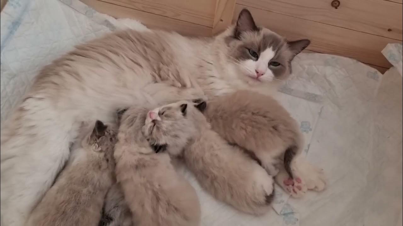 lovely 3 weeks old ragdoll kittens-breakfast time for 😸😸😸 - YouTube