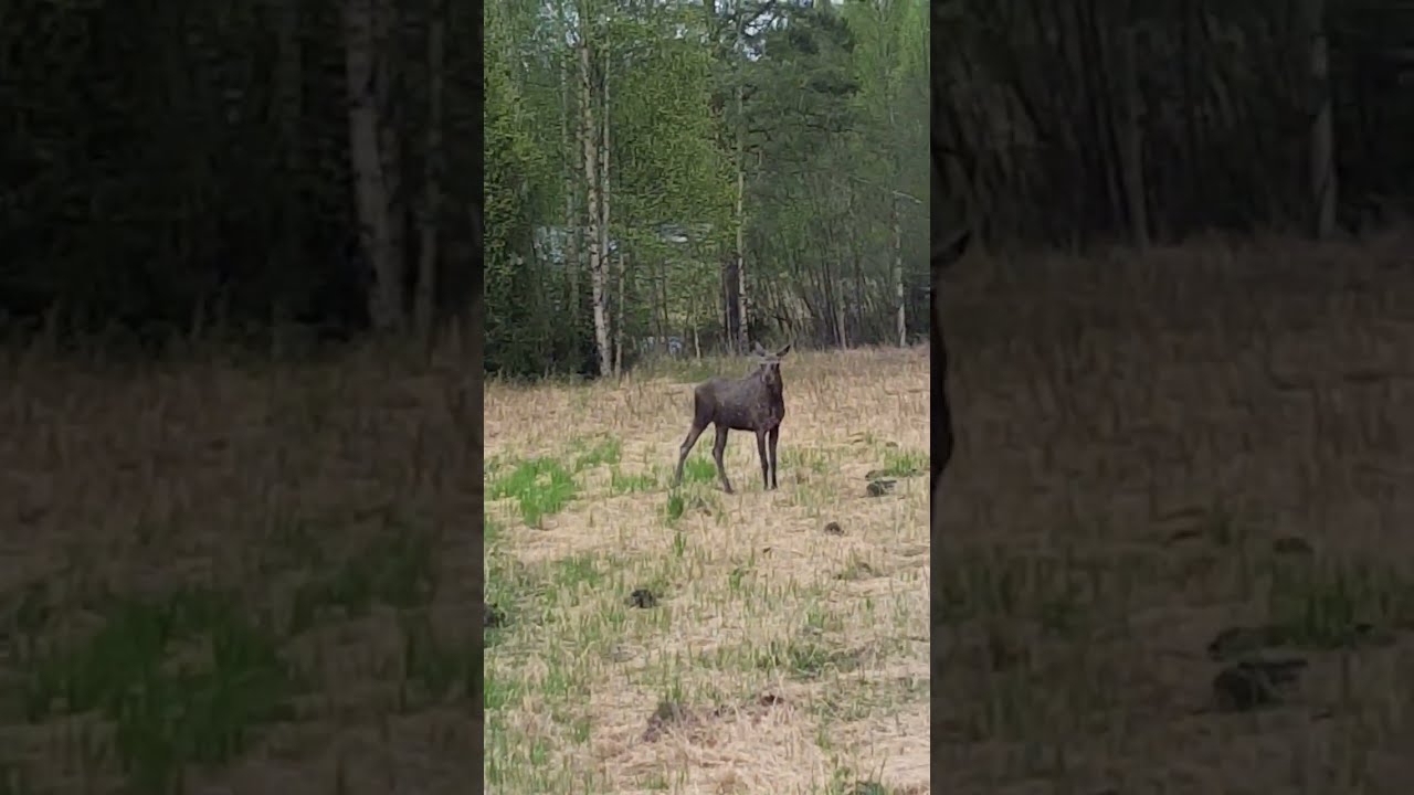 Moose - YouTube