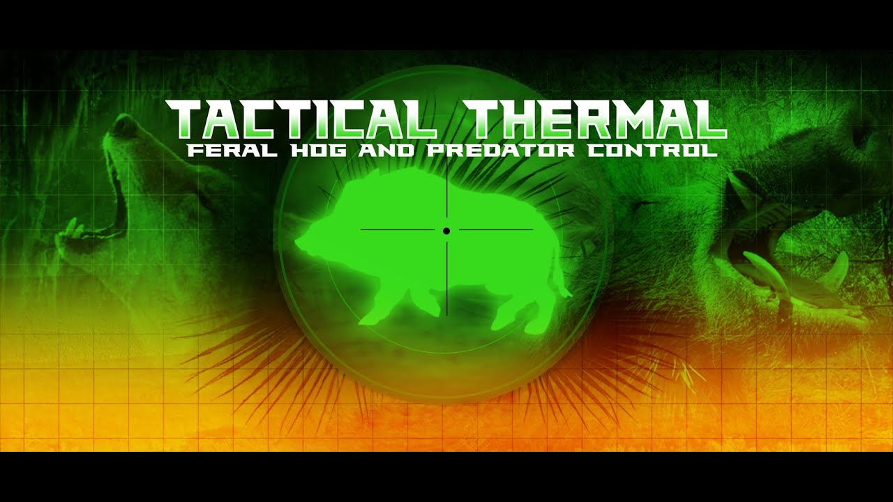 Tactical Thermal Coyote hunt Orange Gate female 243 w 65 gr Vmax Iray rico 640 - YouTube
