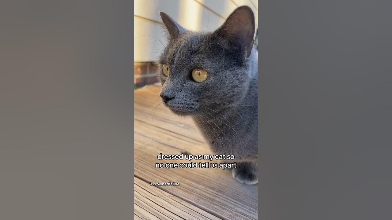 Dressed Up As My Cat So No One Could Tell Us Apart #shorts #furry #furryfandom #fursuit - YouTube