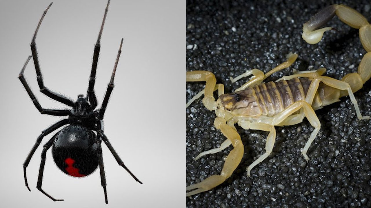 Black Widow Spider VS Deathstalker Scorpion | Who Would Win - YouTube