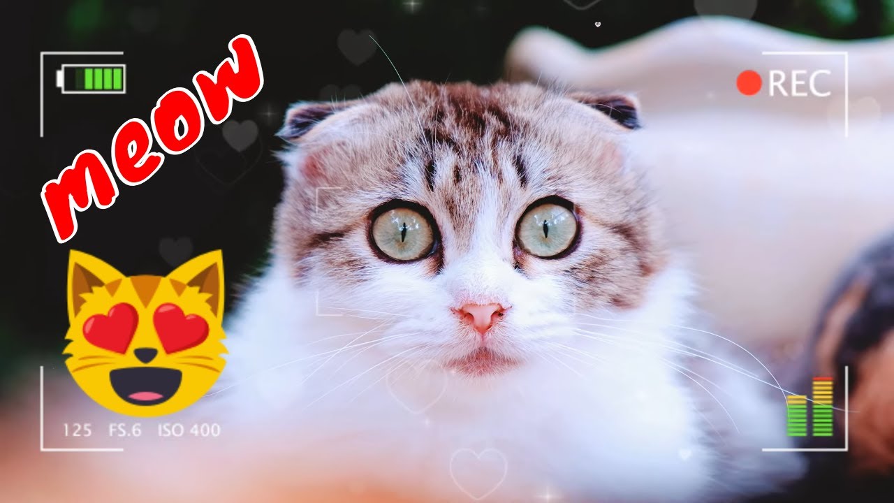 Beautiful and Cute Cats Kittens Playing Together so Funny 10 | Viral ...