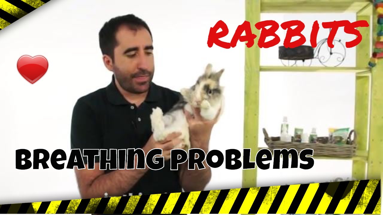 Rabbits having breathing problems. Part 1 - YouTube