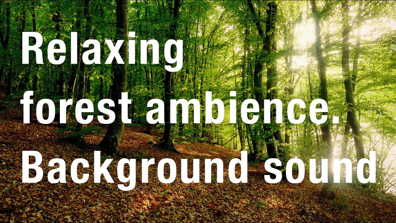 Nature's Frequency: Relaxing mountain forest ambience sound for focus ...