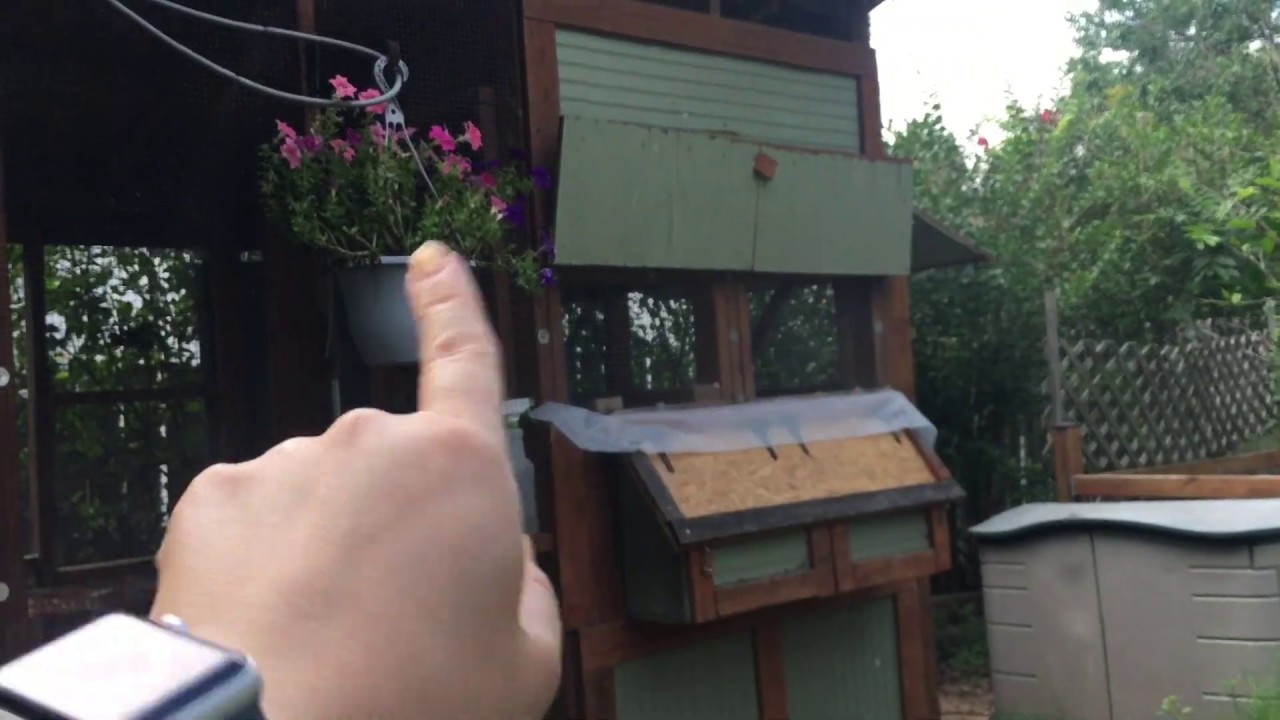 Using a Mister with Chickens - YouTube