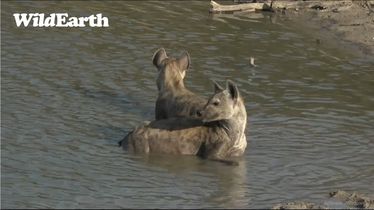 Happy Hyena Cool Down - YouTube