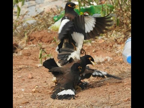Myna Birds Aggressive Fight and Crow Also Involve - YouTube