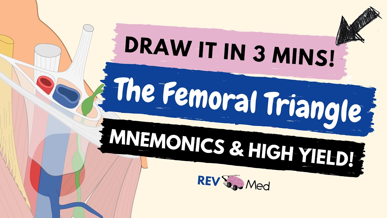 Femoral Triangle. Draw it in 3 mins! [Easy Anatomy] - YouTube