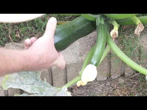 Righteous Randy Episode 17 - How to harvest Zucchini! - YouTube