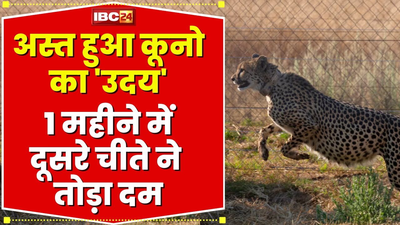 Kuno Cheetah Project : एक और चीते की मौत | साउथ अफ्रीका से लाया गया था ...
