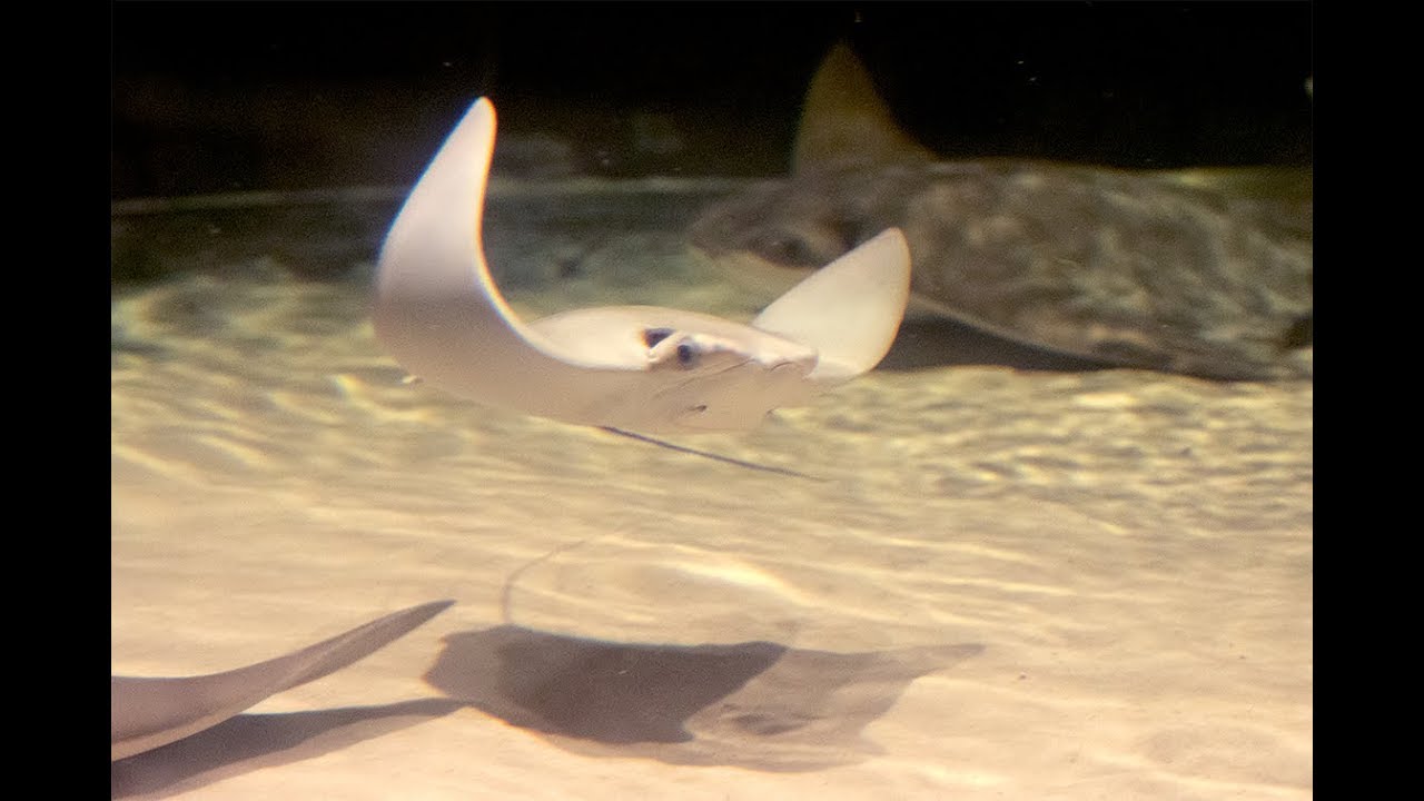Cownose Stingray Pups Move To New Home at Aquarium - YouTube