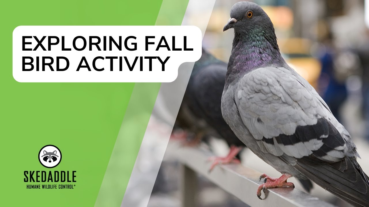 Exploring Fall Bird Activity With Skedaddle Humane Wildlife Control ...