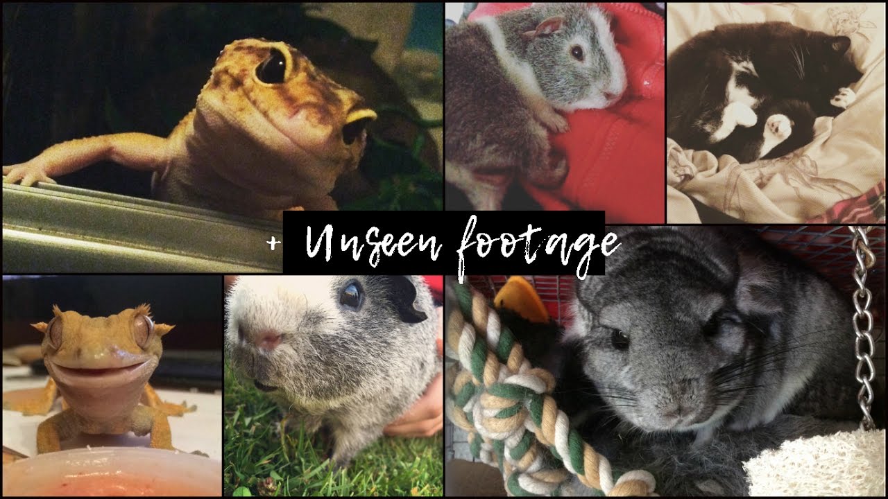 ALL OF MY PETS! - YouTube