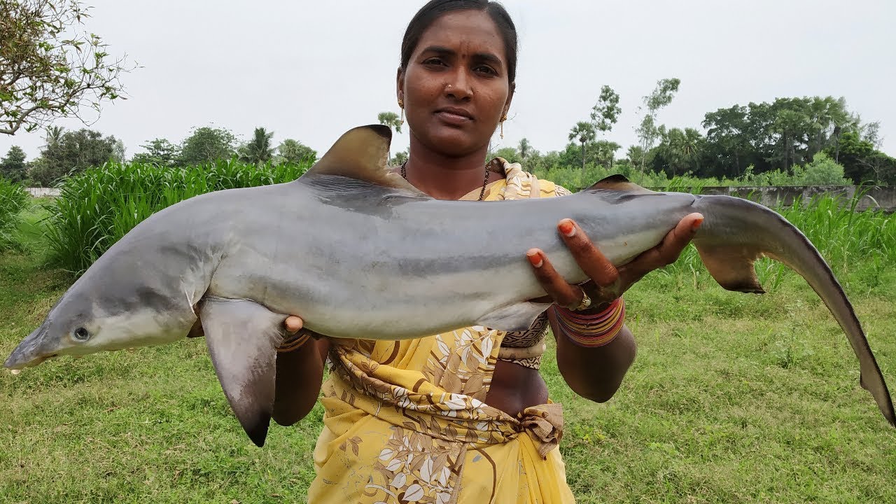 25 POUND Full SHARK FISH COOKING & TASTING - VILLAGE STYLE SHARK FISH ...