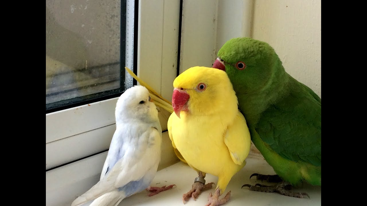 Adorable #Ringneck. Riki the ringneck. Cute #pets - YouTube