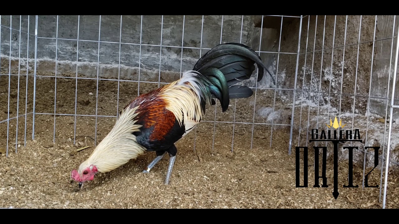 Gallo Regular Grey's - YouTube