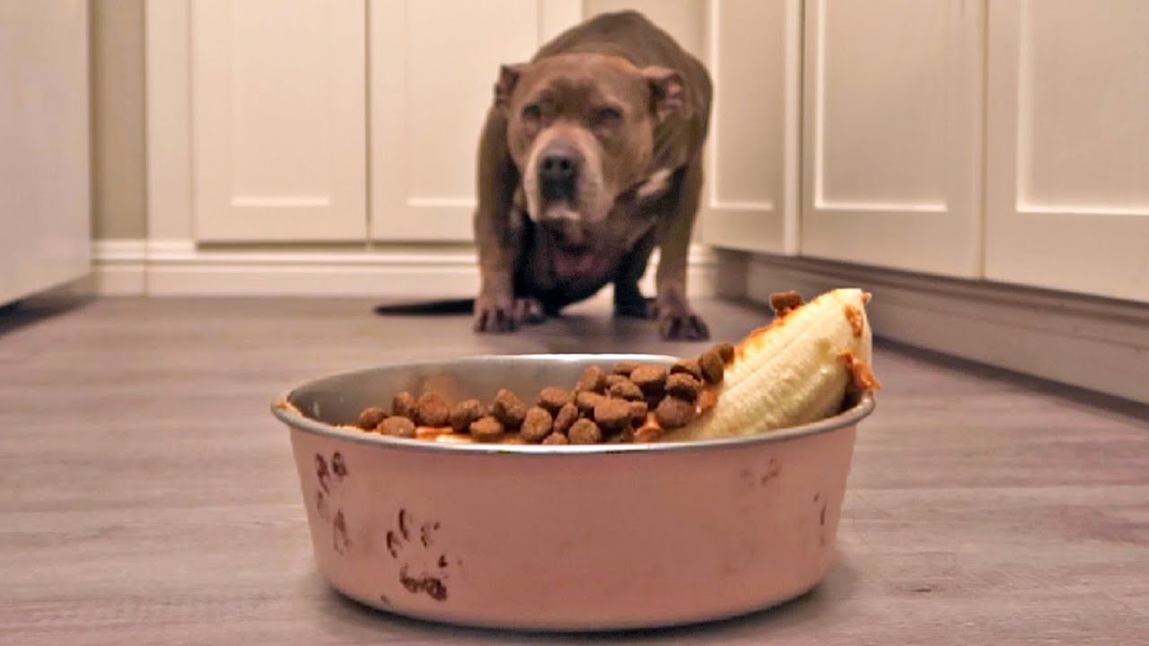 Sad Puppy Awarded With Delicious Banana Split - YouTube