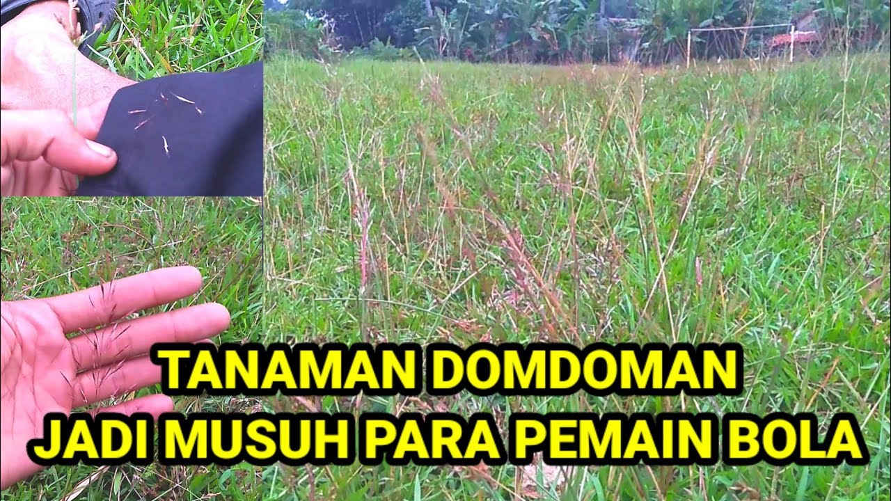 Tanaman Domdoman, Sejenis Rumput Yang Sering Tumbuh Di Lapangan Sepak ...