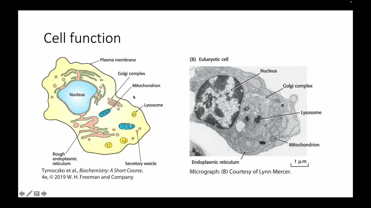 Basic Cell Functions - YouTube